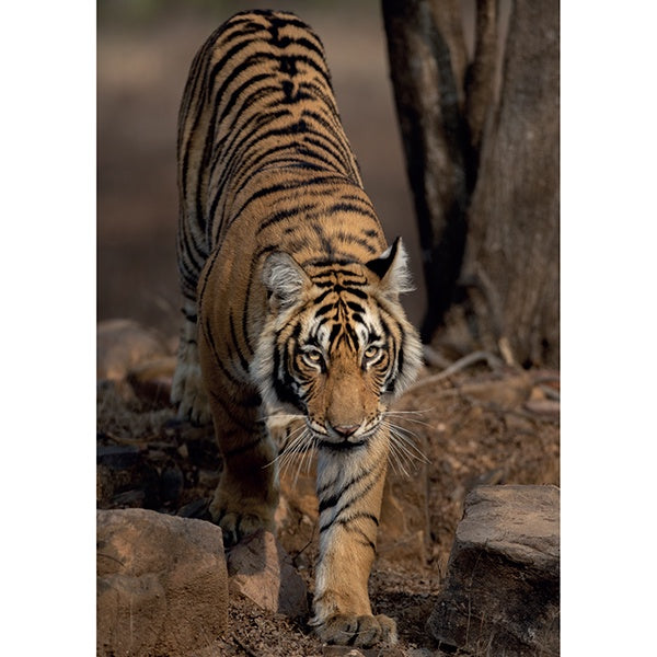 Paper Tiger SAVE THE TIGER prowling tiger card