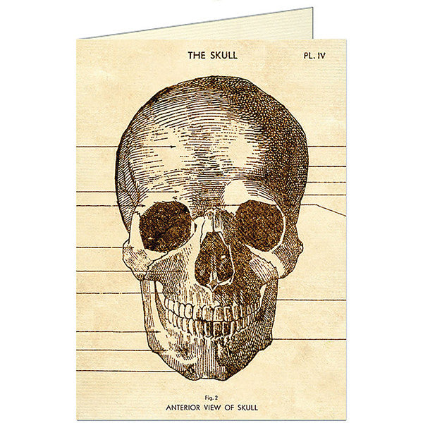 Blank card - Skull - Paper Tiger